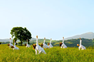Ananda Assisi - Ananda Edizioni - comunità spirituale e corsi di yoga e ...